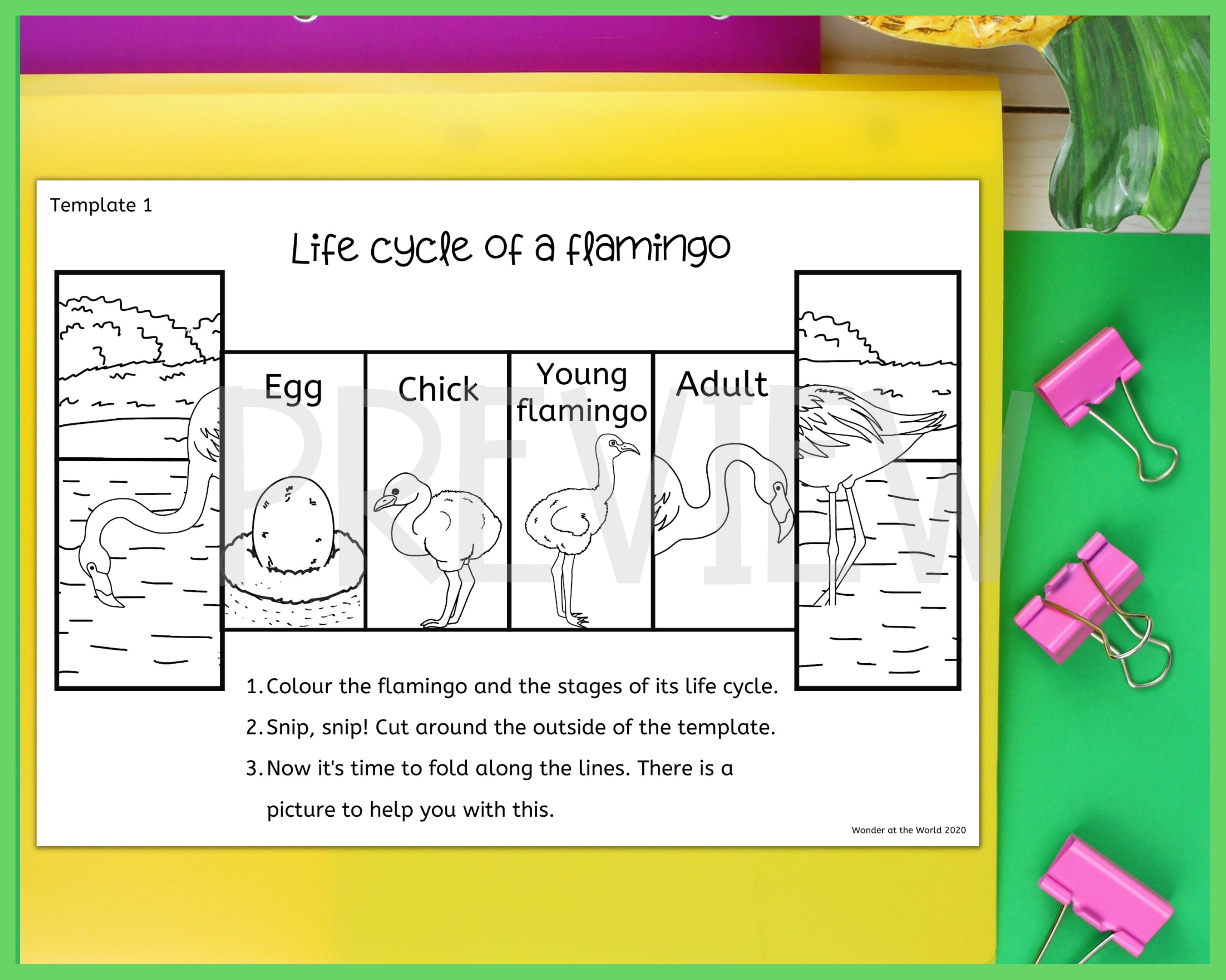 Life Cycle of a Flamingo Foldable Kids' Craft A4 and - Etsy UK