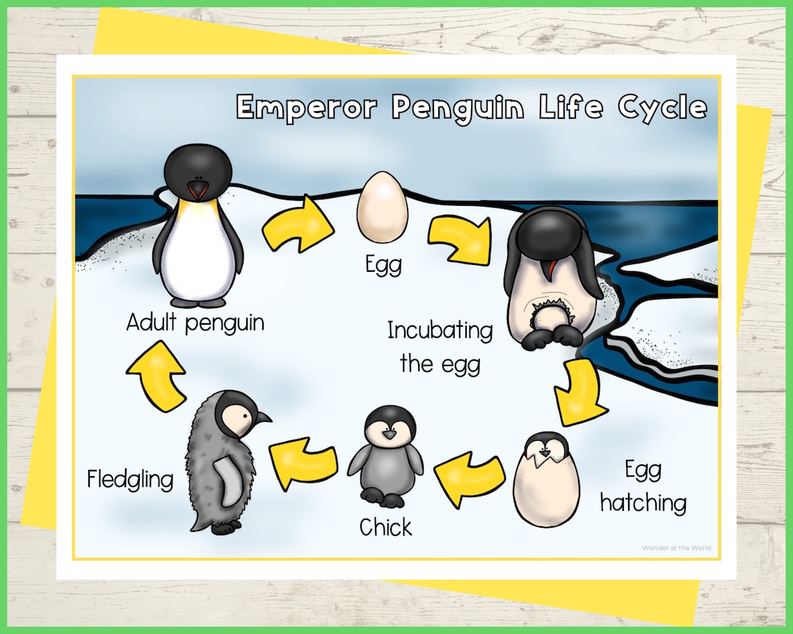 Life Cycle of a Penguin Foldable Kids' Craft Activity A4 and 11x8.5 ...