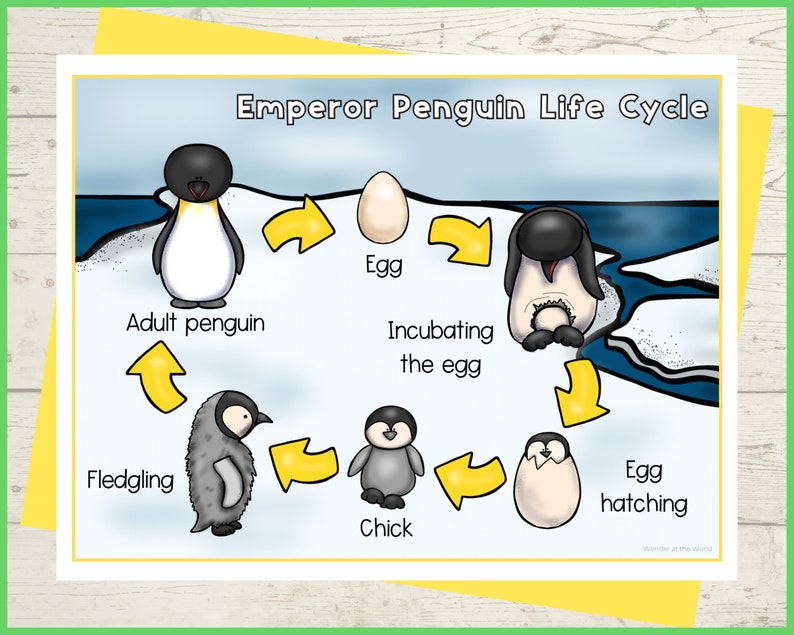 Life Cycle of a Penguin Foldable Kids' Craft Activity | A4 and 11x8.5 ...