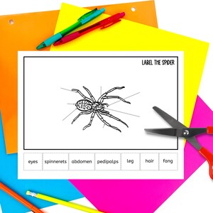Life Cycle of a Spider Sequencing Science Crafts and Worksheets for ...