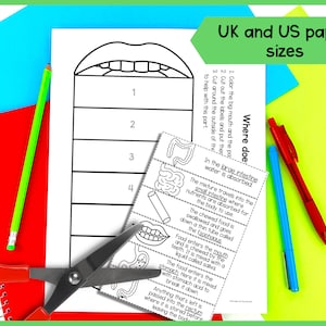 The Digestive System Foldable Kids' Activity | A4 and 11x8.5 Inch ...