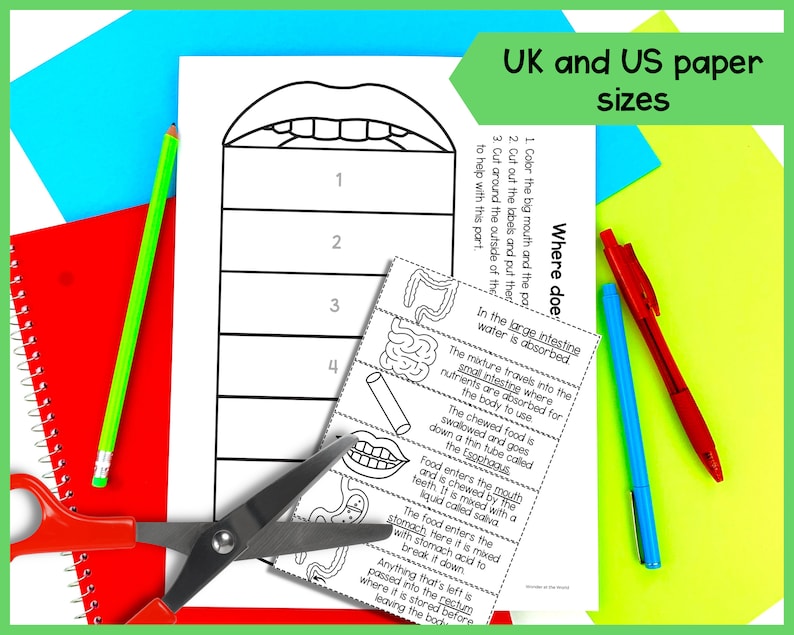 The Digestive System Foldable Kids' Activity | A4 and 11x8.5 Inch ...