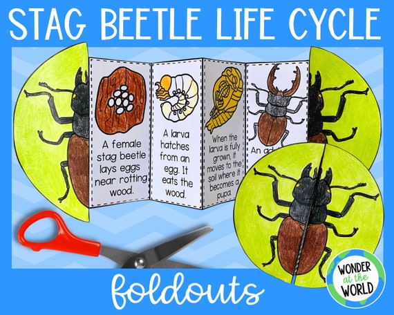 Stag Beetle Life Cycle