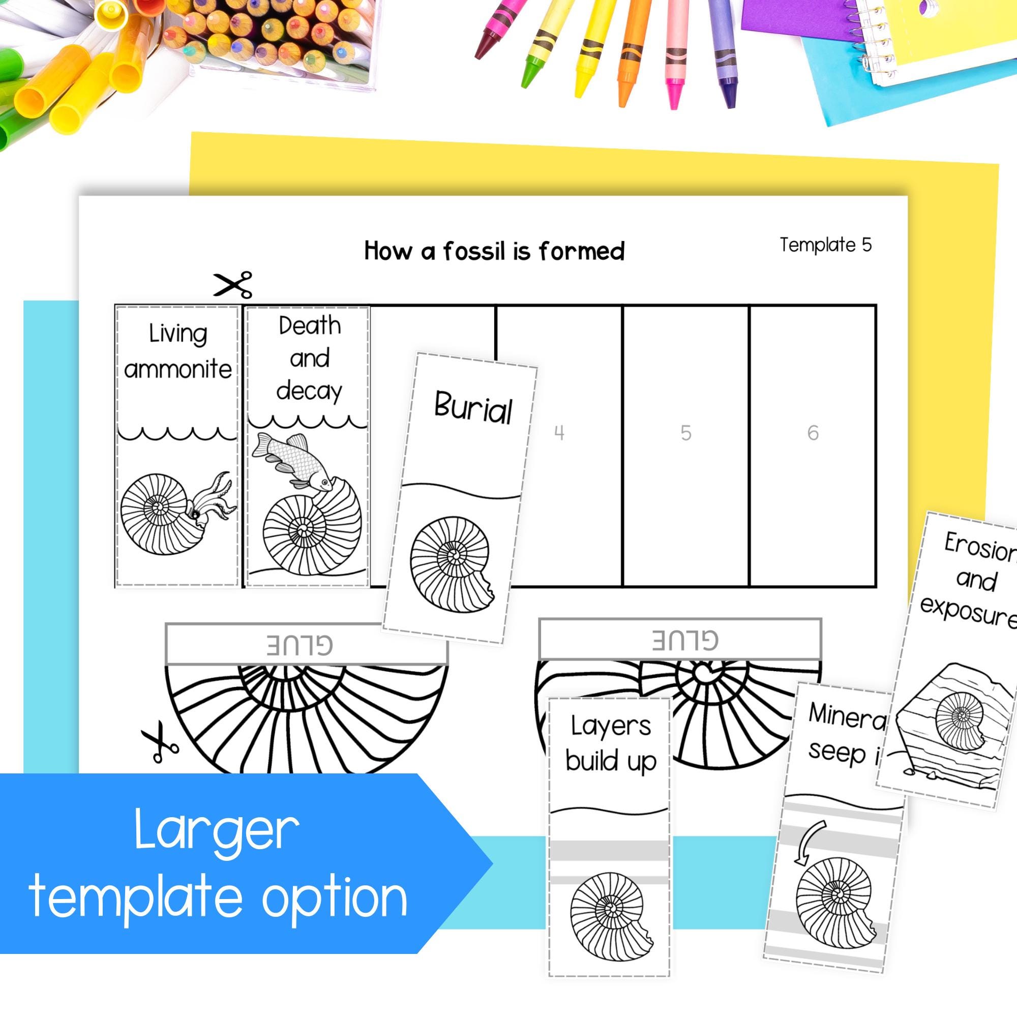How a Fossil is Formed Foldable Sequencing Activity and Reading ...