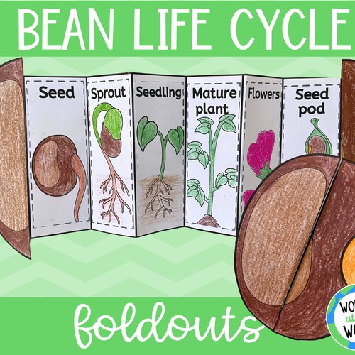 Life Cycle of a Chicken Foldable Kids' Craft A4 and - Etsy UK