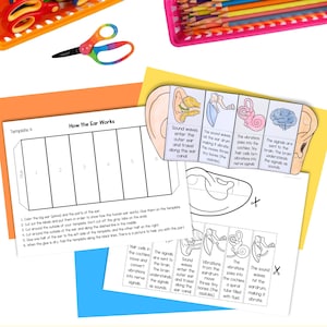 How the Human Ear Works Parts of the Ear Foldable Sequencing Activity ...