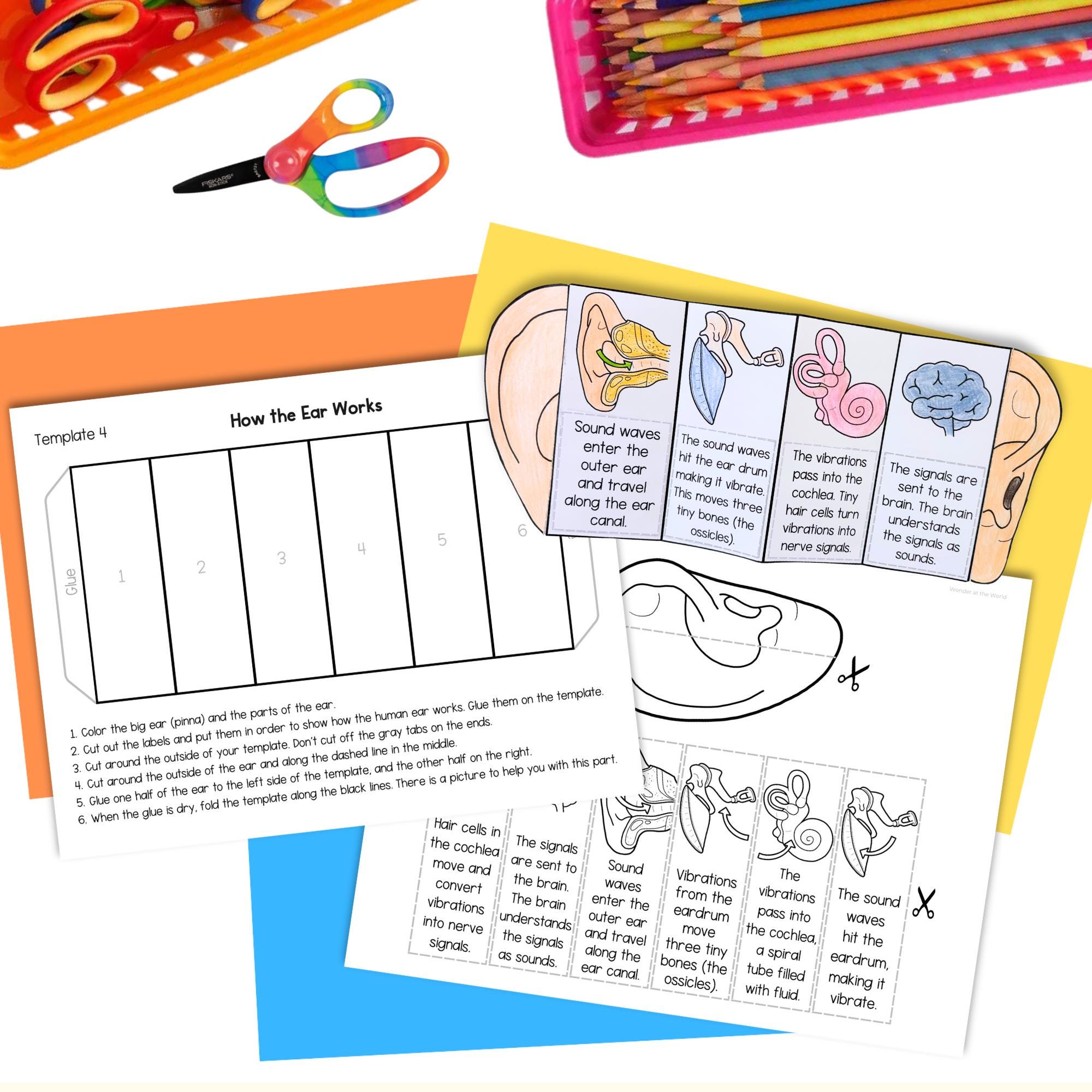 How the Human Ear Works Parts of the Ear Foldable Sequencing Activity ...