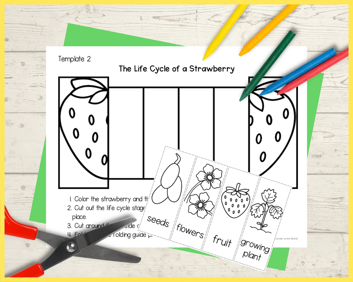 Life Cycle of a Strawberry Plant Printable Learning Activity A4 and ...