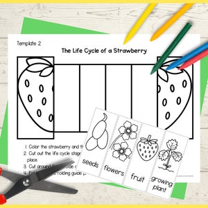 Life Cycle of a Strawberry Plant Printable Learning Activity | A4 and ...