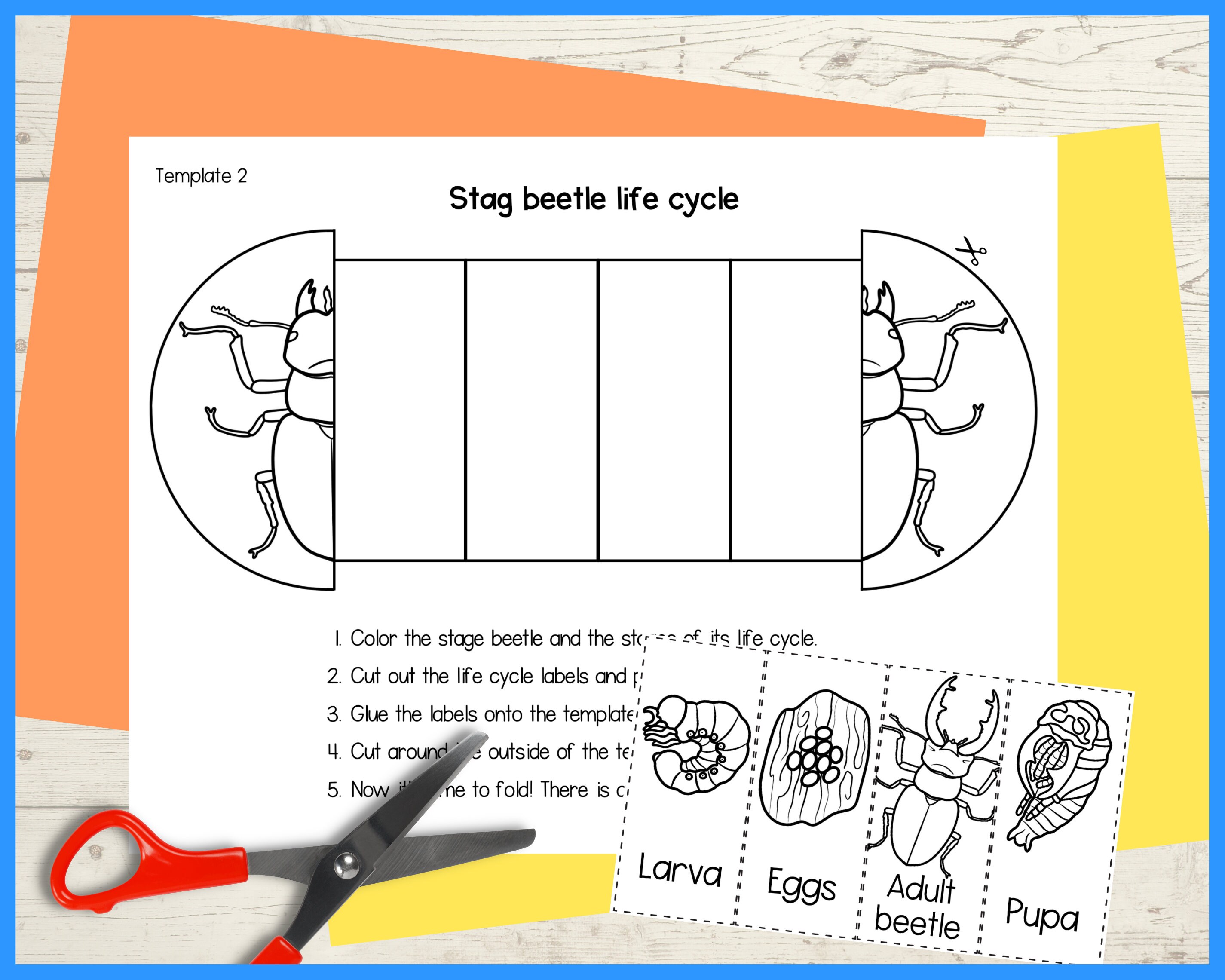 Life Cycle of a Stag Beetle Foldable Sequencing Activity - Etsy Australia