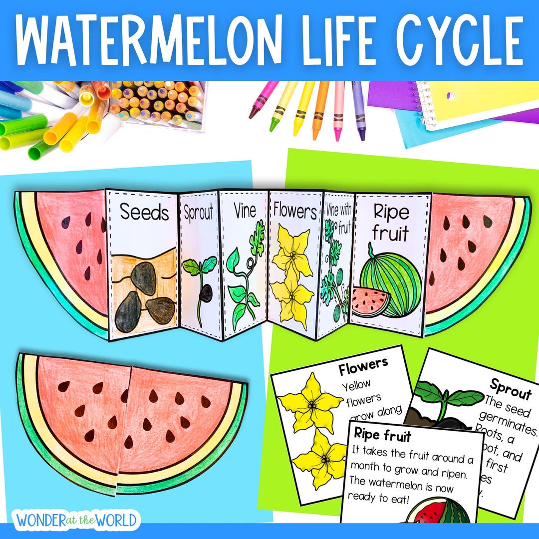 Life Cycle of a Watermelon Plant Sequence and Fold Kids' Craft | A4 and ...