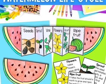 Life Cycle of a Strawberry Plant Printable Learning Activity | A4 and ...