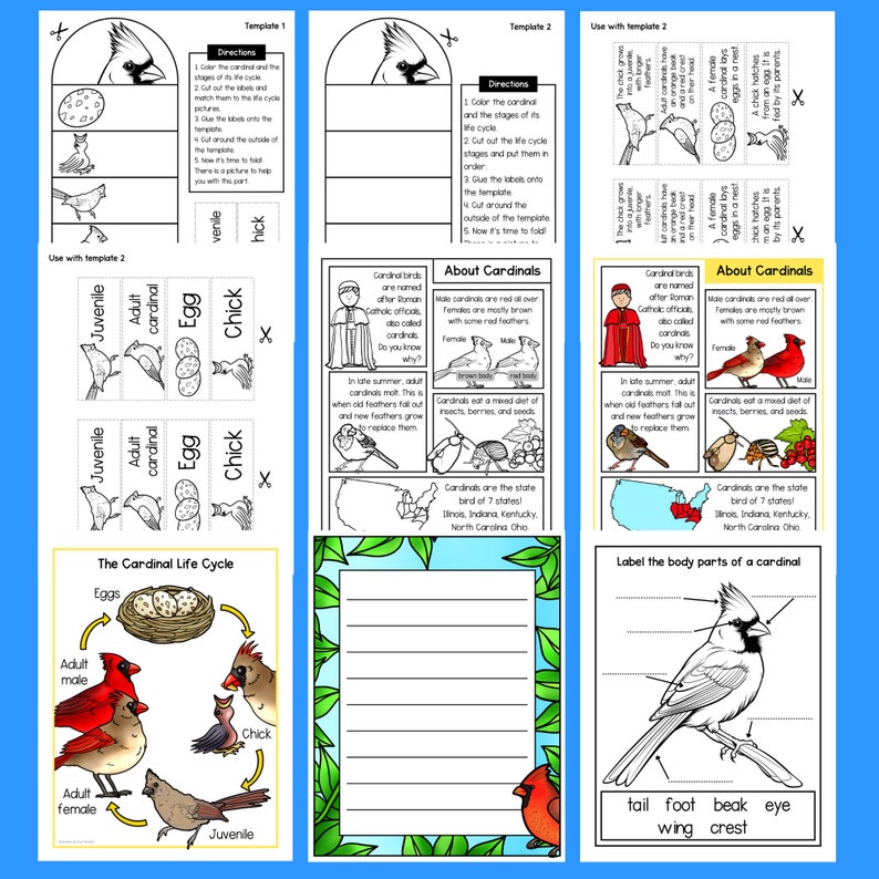 Life Cycle of a Northern Cardinal Bird Foldable Sequencing Activity for ...