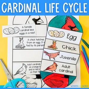 Life Cycle of a Northern Cardinal Bird Foldable Sequencing Activity for ...