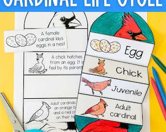 Life Cycle of a Northern Cardinal Bird Foldable Sequencing Activity for ...