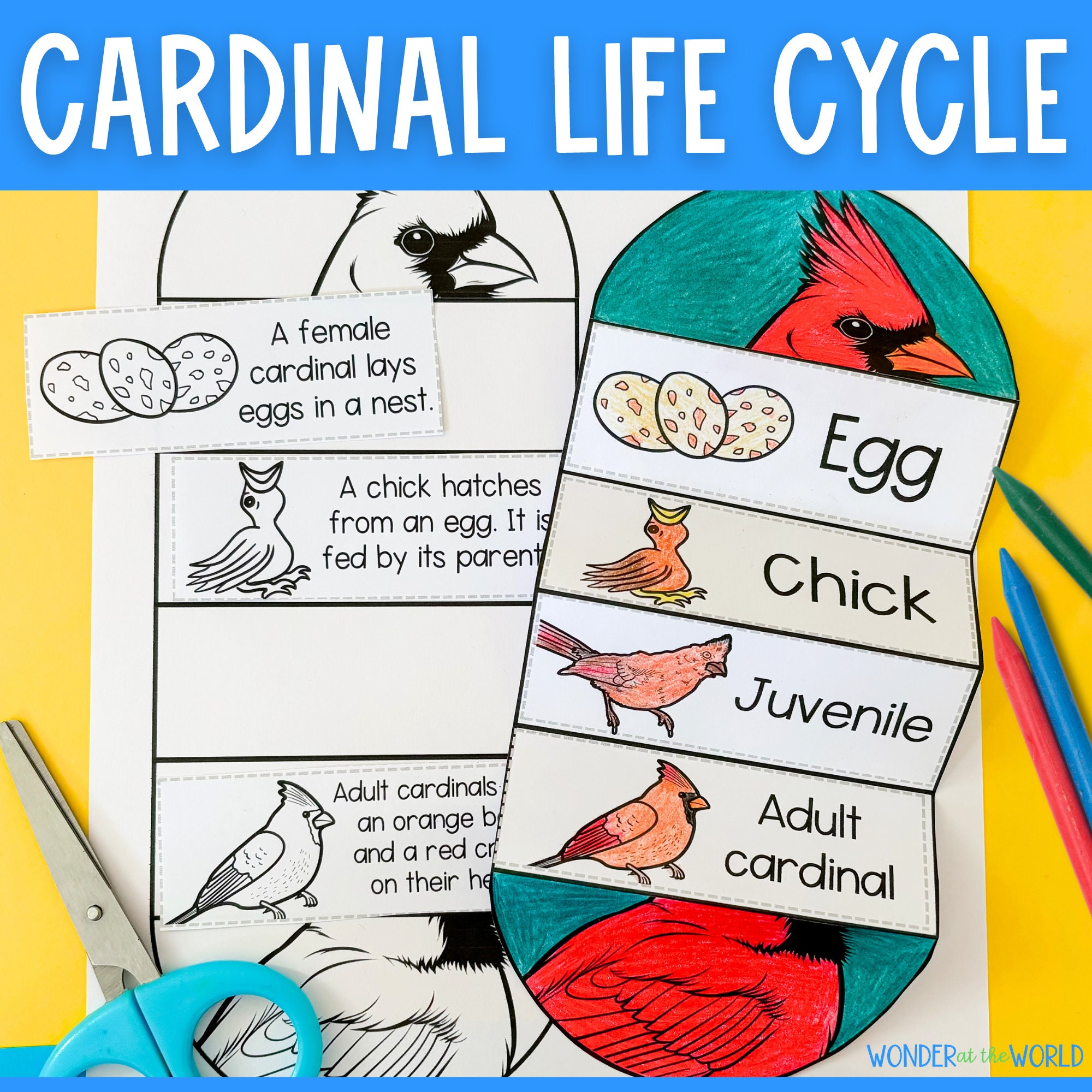 Life Cycle of a Northern Cardinal Bird Foldable Sequencing Activity for ...