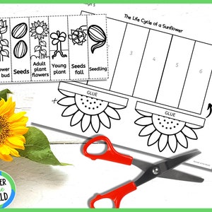 Life Cycle of a Sunflower Foldable Kids' Craft A4 and - Etsy