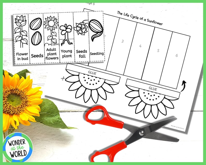 Life Cycle of a Sunflower Foldable Kids' Craft A4 and - Etsy