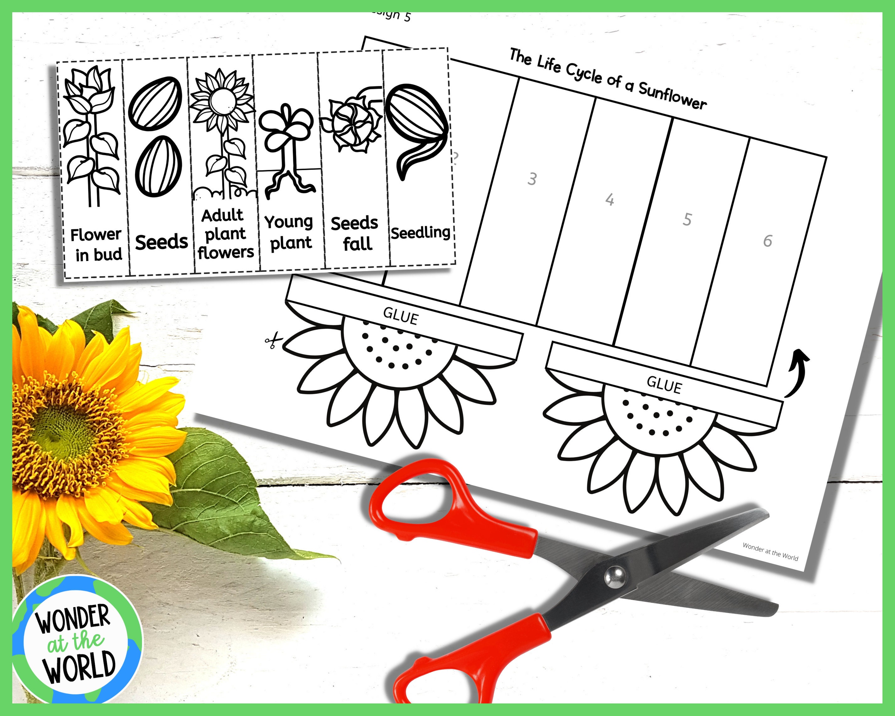 Life Cycle of a Sunflower Foldable Kids' Craft A4 and | Etsy UK