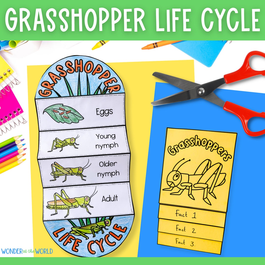Life Cycle of a Grasshopper Insect Foldable Sequencing Activity Cut and ...