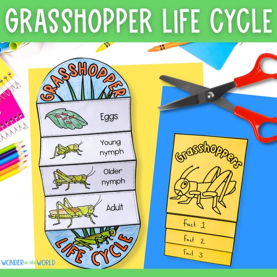 Life Cycle Of A Grasshopper Worksheet Donna Thompson Teaching