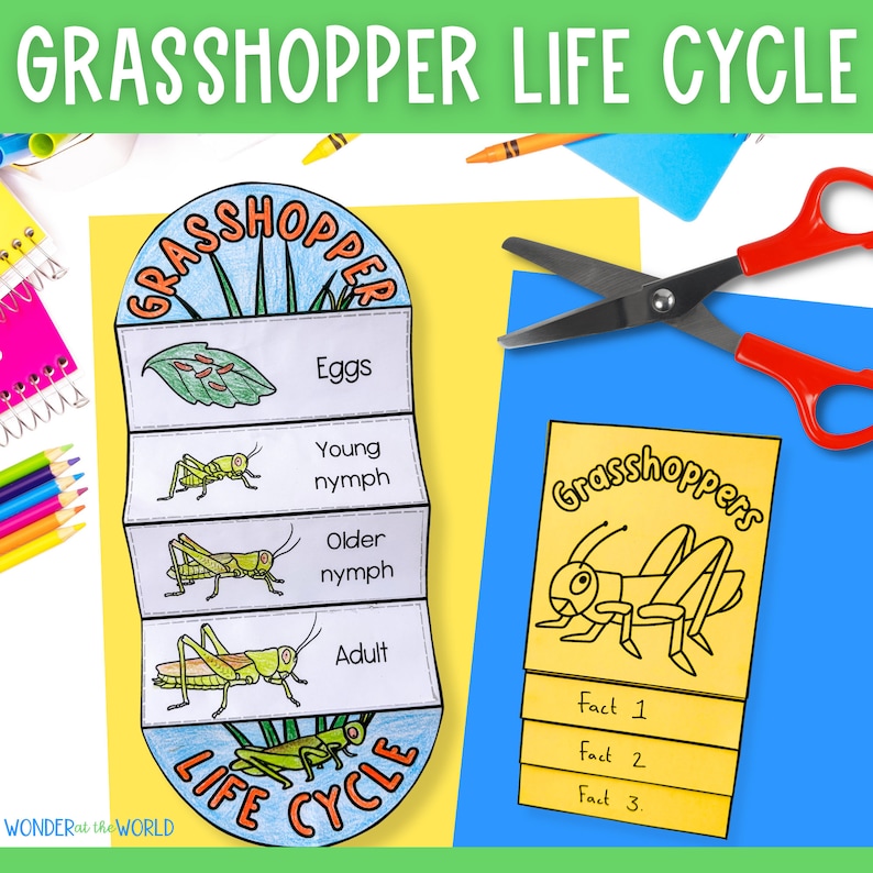 Life Cycle of a Grasshopper Insect Foldable Sequencing Activity Cut and ...