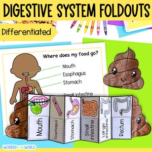 The Digestive System Foldable Kids' Activity | A4 and 11x8.5 Inch ...