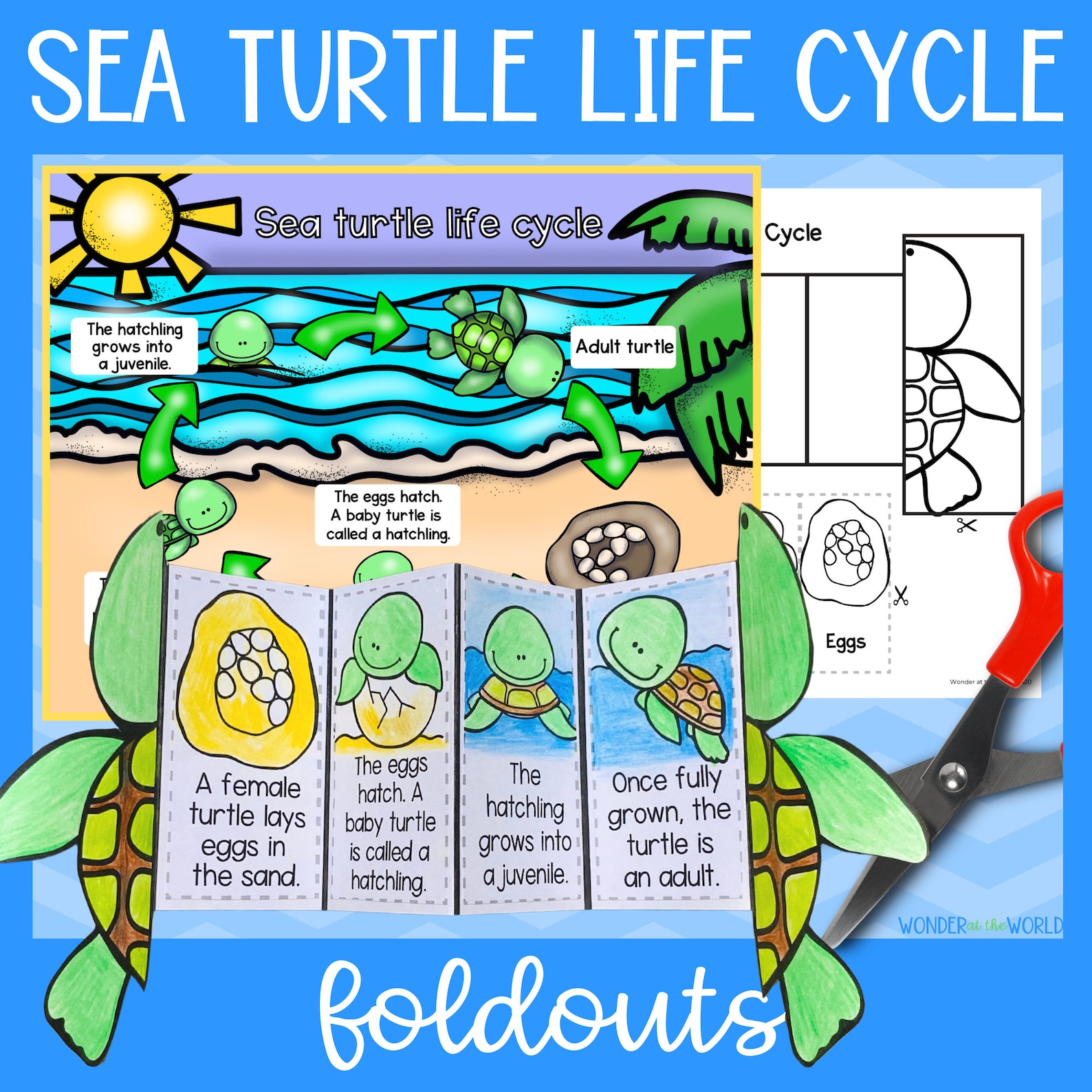 Life Cycle of a Sea Turtle Foldable Activity for Kids A4 and 11x8.5 ...