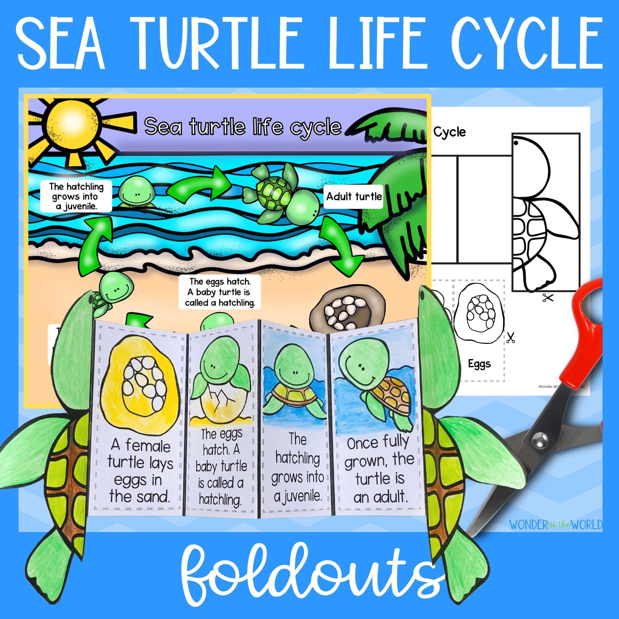 Sea Turtle Life Cycle