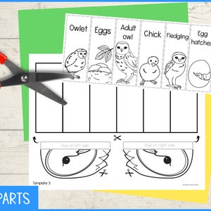 Life Cycle of an Owl Foldable Kids' Science Craft Printable PDF | A4 ...