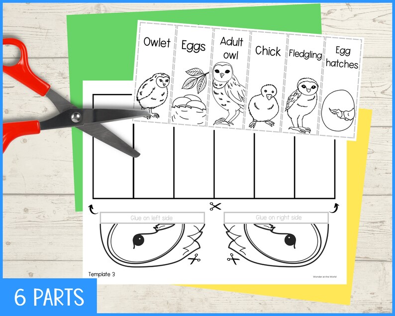 Ciclo de vida de un búho artesanía científica para niños plegable ...