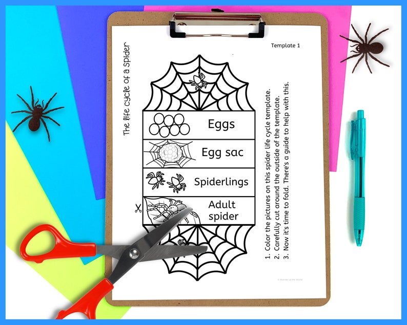 Life Cycle of a Spider Foldable Kids' Craft A4 and - Etsy UK