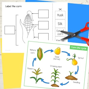 Fall Autumn Plant Life Cycles Foldable Science Activities | Apple ...