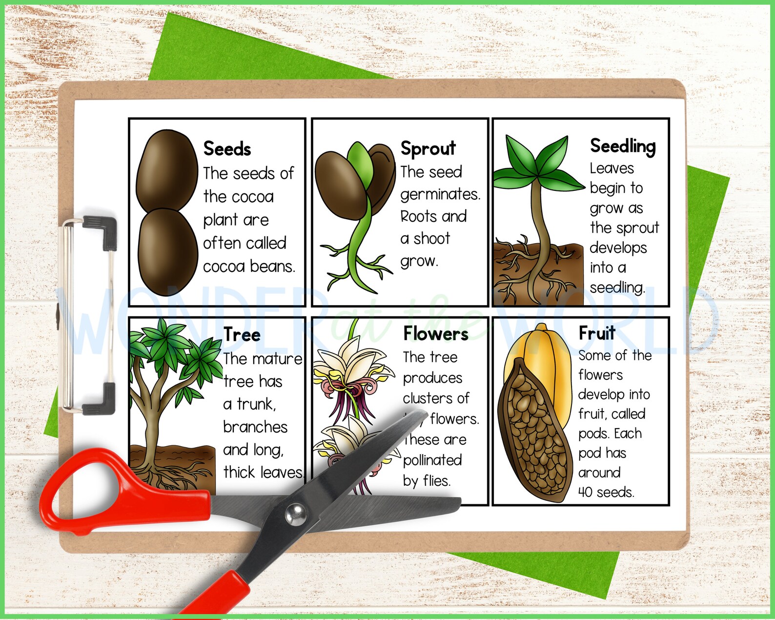 Life Cycle of a Cocoa Bean Tree Foldable Activity and - Etsy