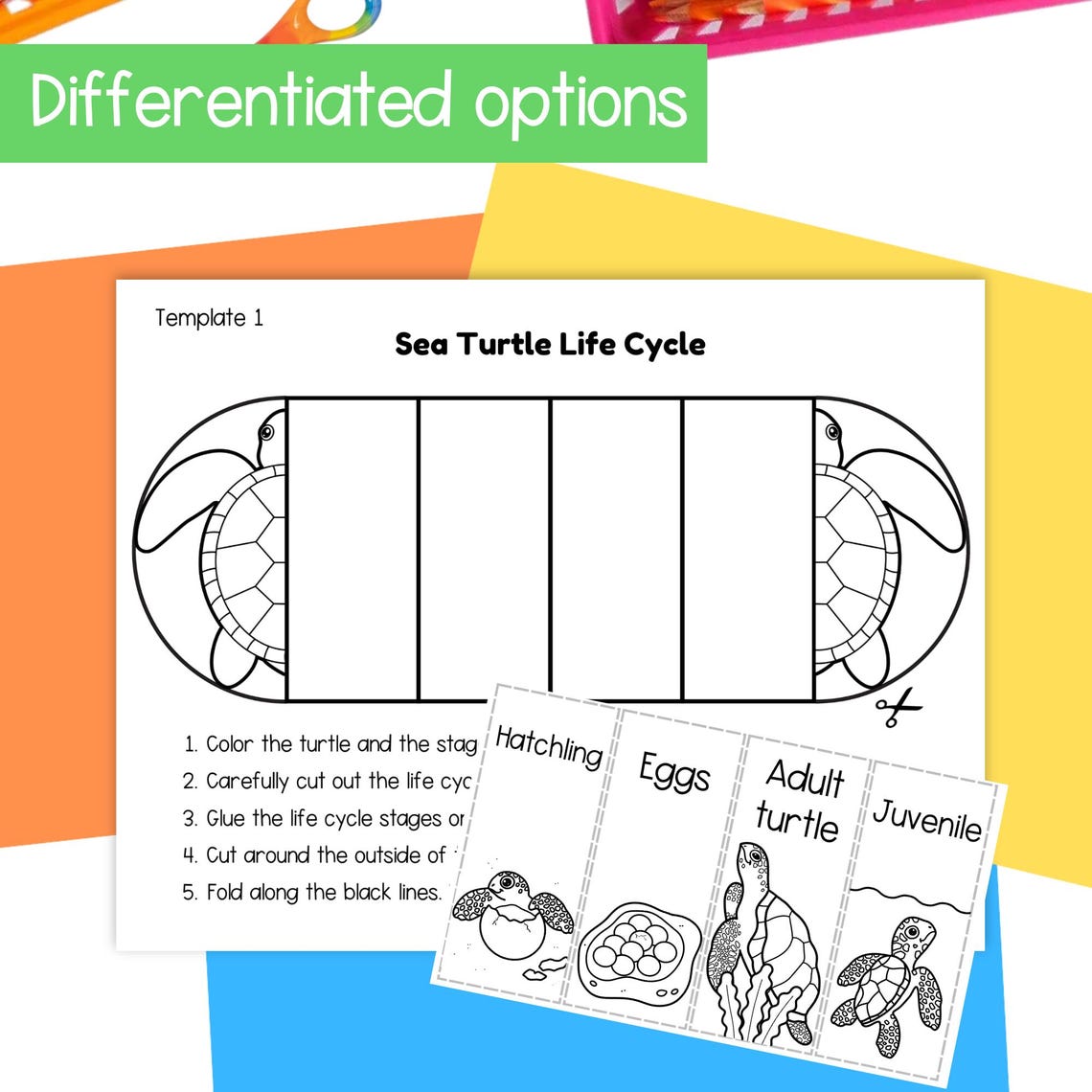 Life Cycle of a Sea Turtle Fold and Sequence Science Craft Activity for ...