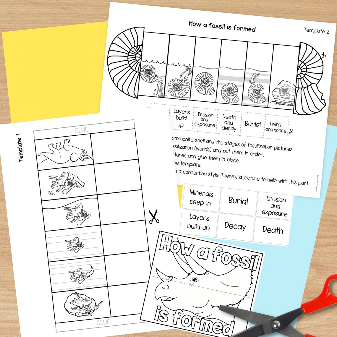 How a Fossil is Formed Foldable Sequencing Activity PDF for Dinosaur and Ammonite Fossils Kids ...