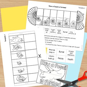 How a Fossil is Formed Foldable Sequencing Activity PDF for Dinosaur ...