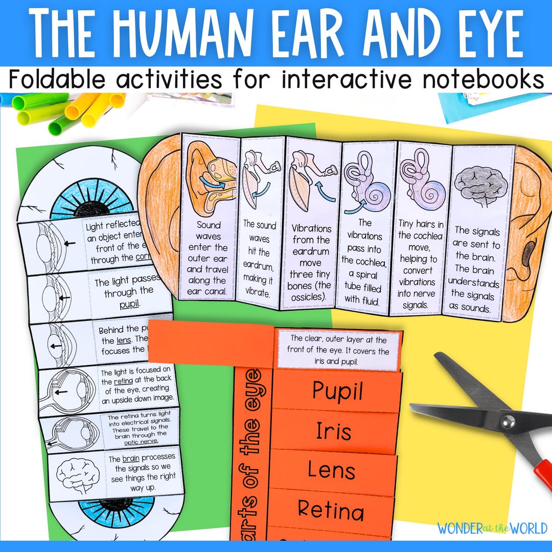 Parts of the Eye and Ear and How They Work Sequencing and Matching ...