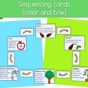 Apple Tree Life Cycle Foldout and Spinner Wheel Craft Activity Cut and ...