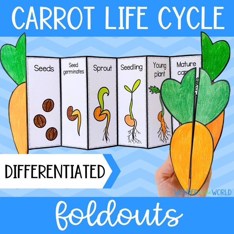 Life Cycle of a Carrot Plant Foldable Cut and Paste Sequencing - Etsy