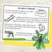 Life Cycle of a Mosquito Insect Foldable Sequencing Activity Cut and Paste Digital Download PDF ...