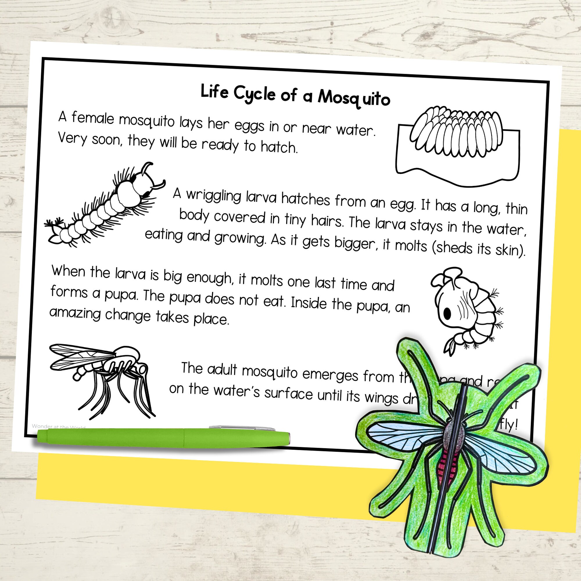 Life Cycle of a Mosquito Insect Foldable Sequencing Activity Cut and Paste Digital Download PDF ...