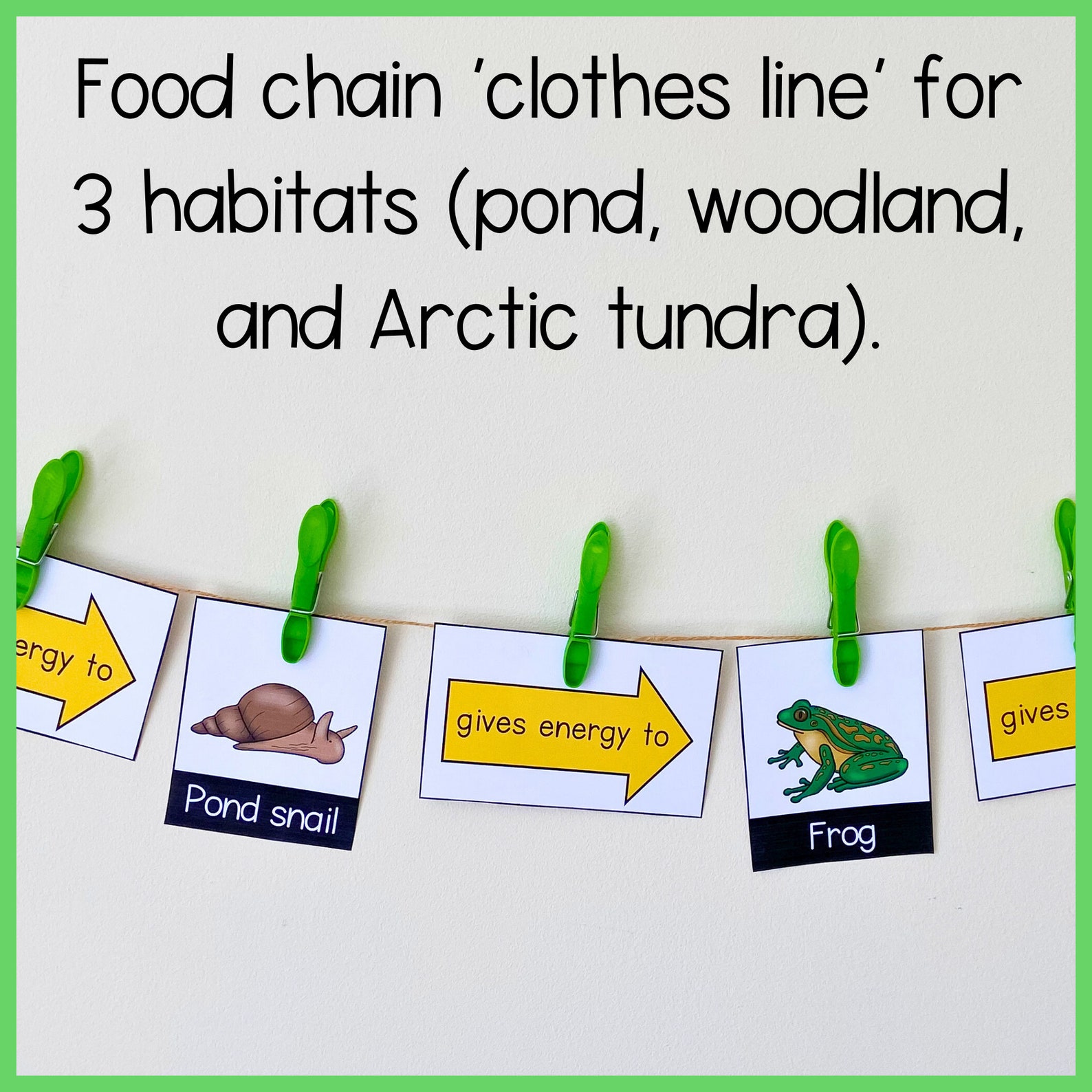 Food Chains Printable Worksheets and Clothesline Activity PDF Digital ...