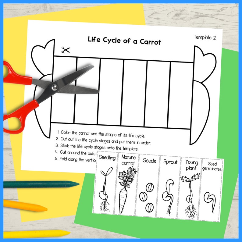 Life Cycle of a Carrot Plant Foldable Cut and Paste Sequencing Activity ...