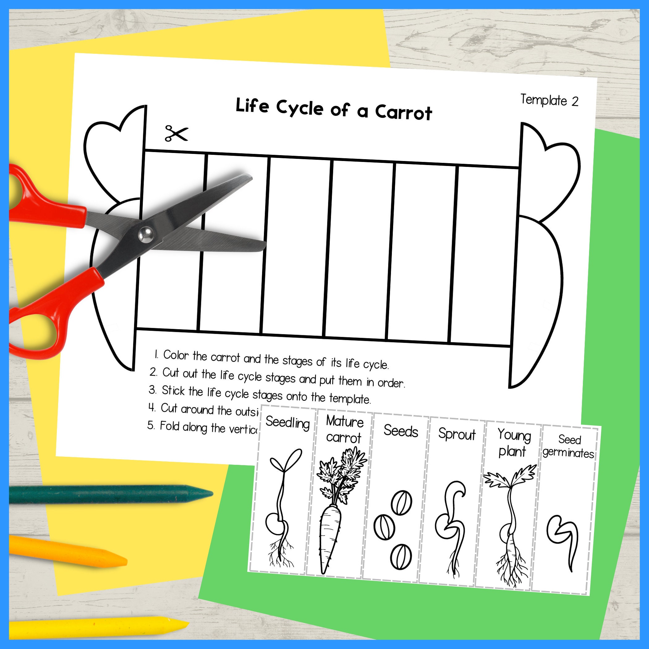 Life Cycle of a Carrot Plant Foldable Cut and Paste Sequencing Activity ...