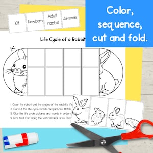 Life Cycle of a Rabbit Foldable Sequencing Activity Cut and Paste ...