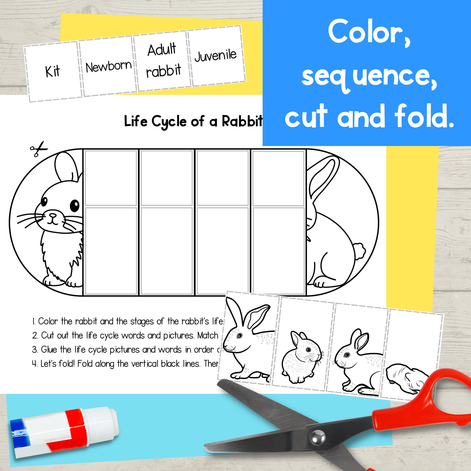 Life Cycle of a Rabbit Foldable Sequencing Activity Cut and Paste ...