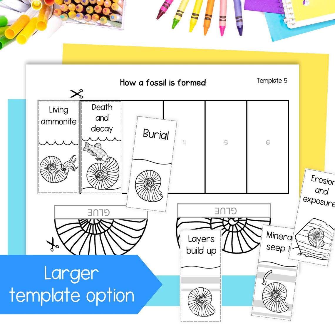 How a Fossil is Formed Foldable Sequencing Activity PDF for Dinosaur ...