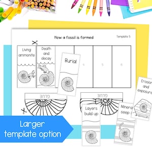 How a Fossil is Formed Foldable Sequencing Activity PDF for Dinosaur and Ammonite Fossils Kids ...