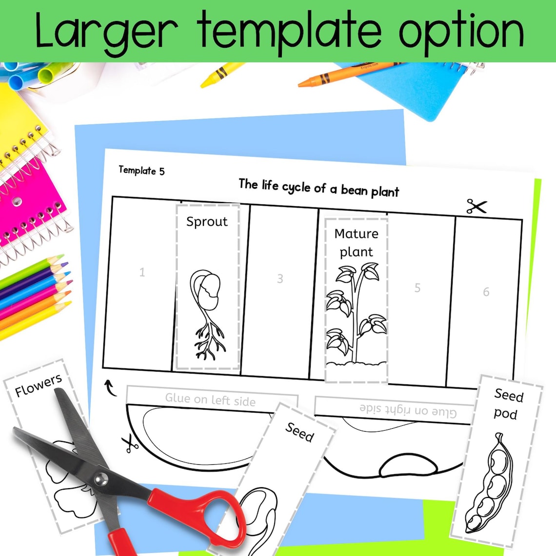 Life Cycle of a Bean Plant Sequence and Fold Kids' Craft Science ...